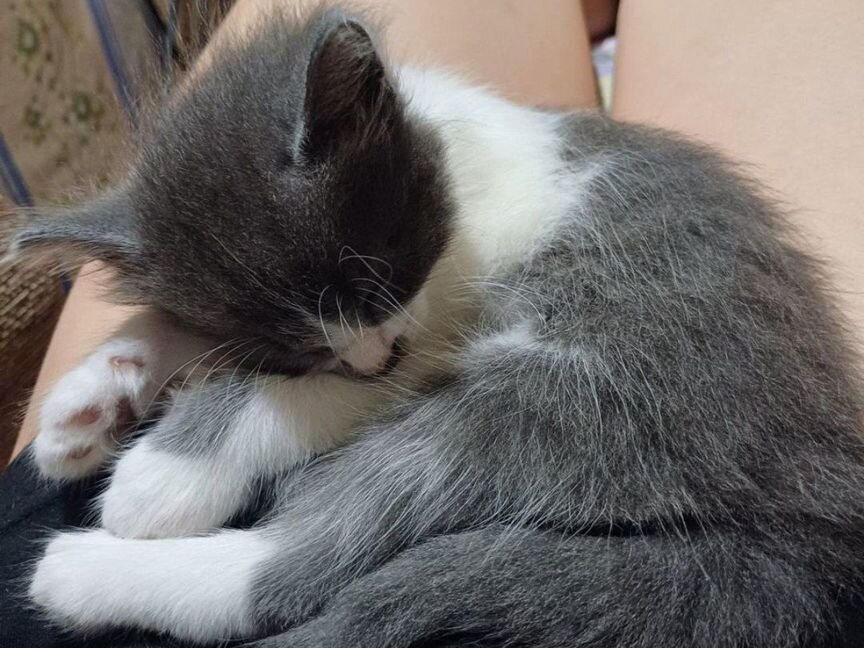 Котенок мальчик