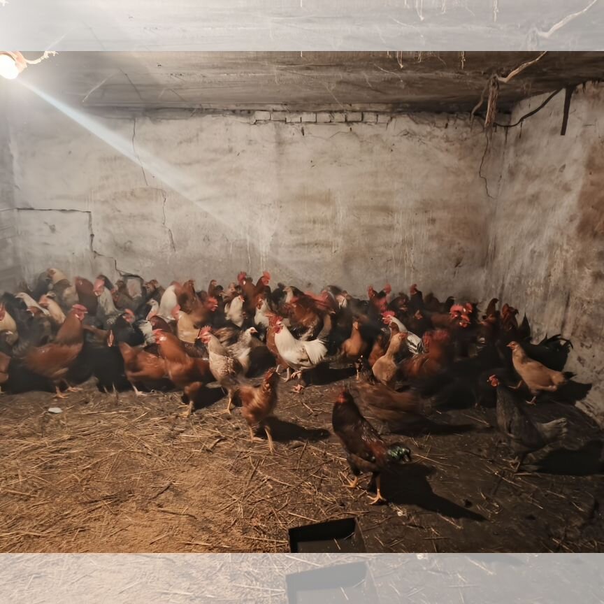 Петухи на племя, мясо, поросята