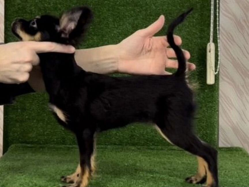 Русский той. Девочка. РКФ