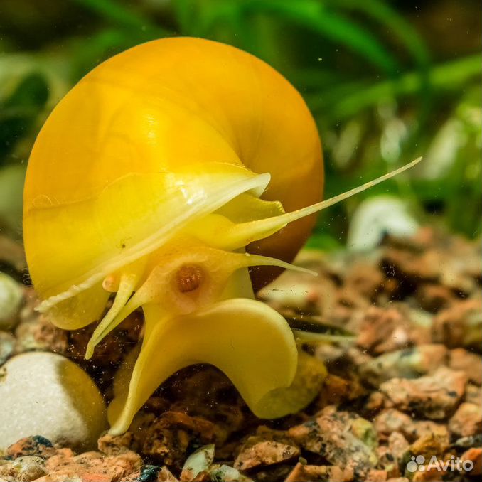 Улитка Ампулярия (S) (арт 9018)