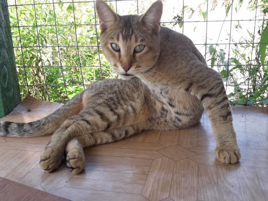 Кошка чаузи