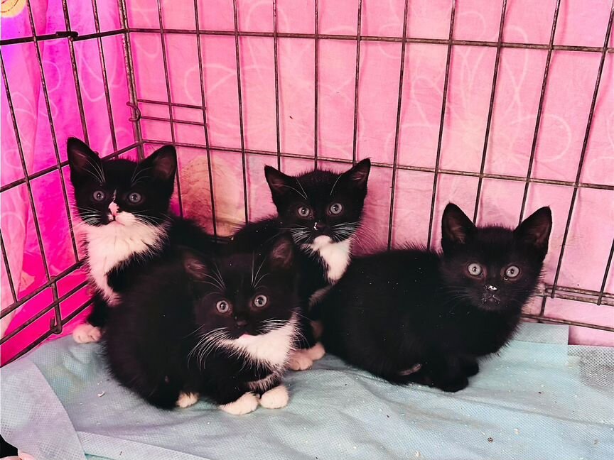 Славные котятки 1,5 мес. Ищут дом