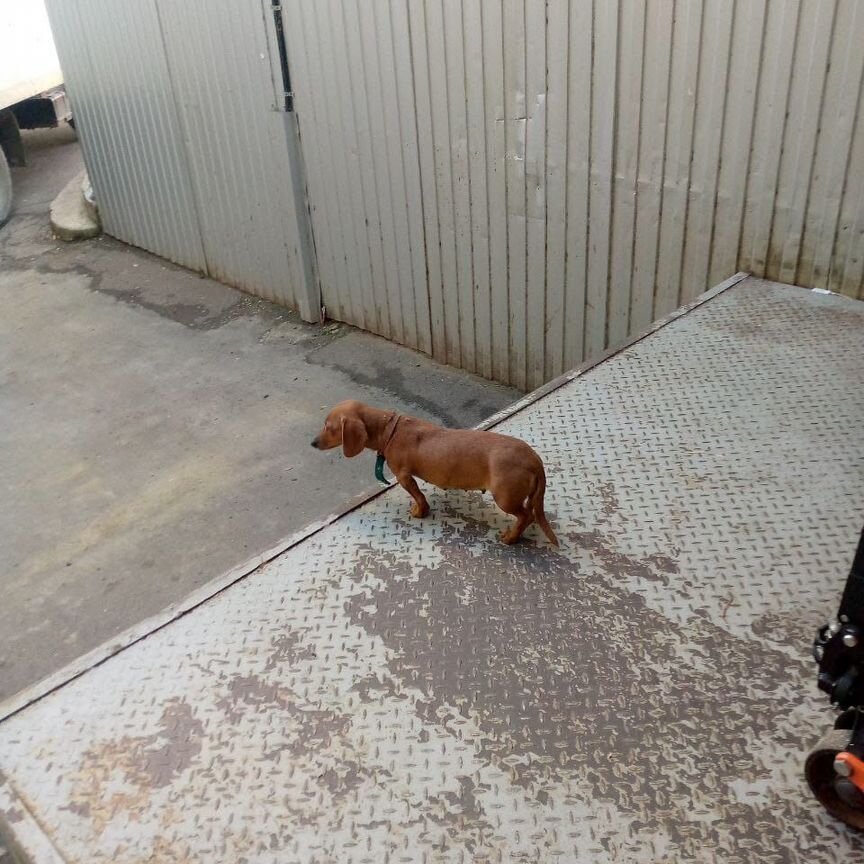 Потерялась собака