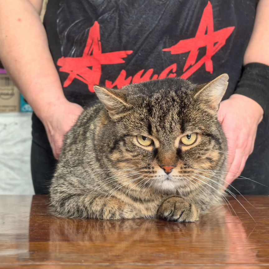 Кот в добрые руки