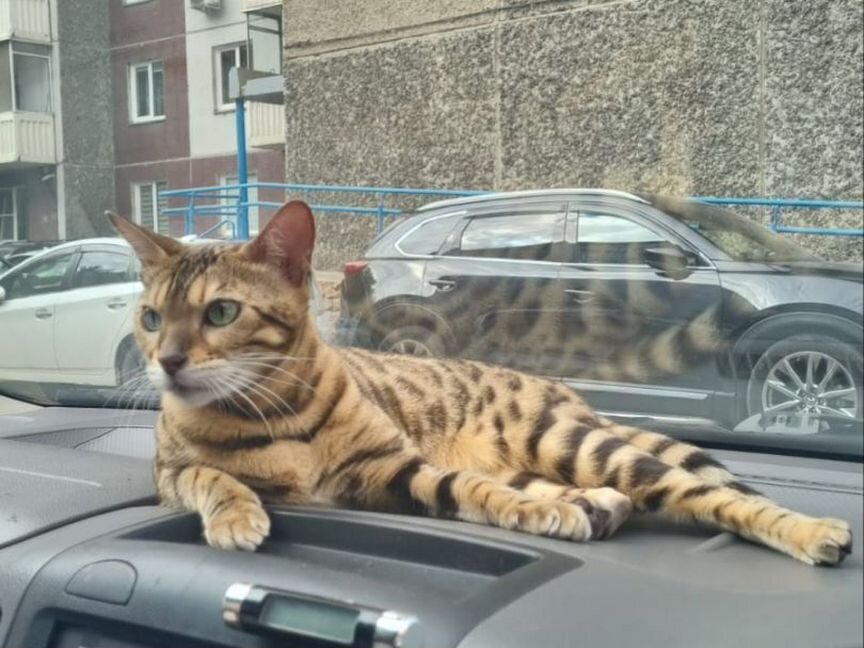 Бенгальская кошка бесплатно