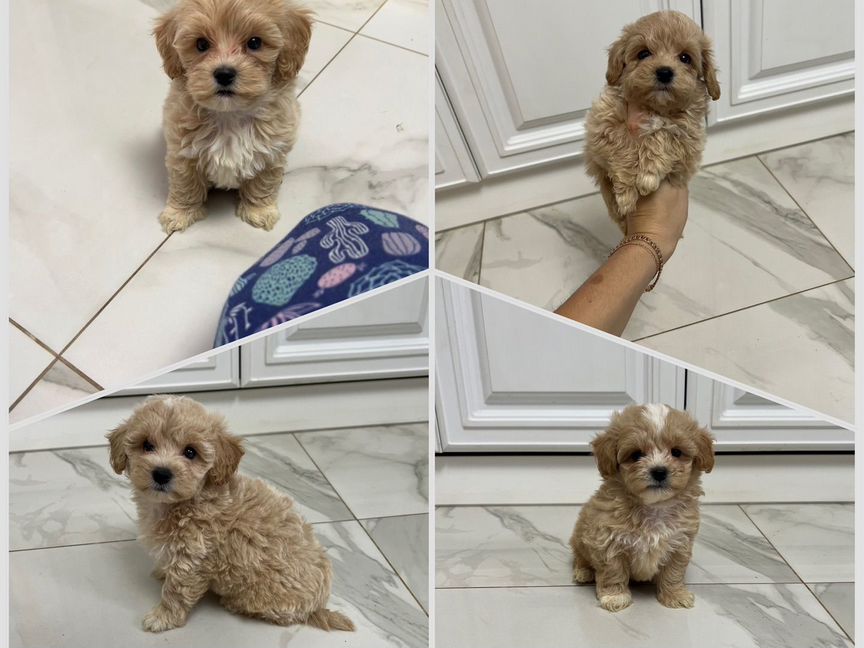 Мальтипу ф1 малыши мальчики и девочки