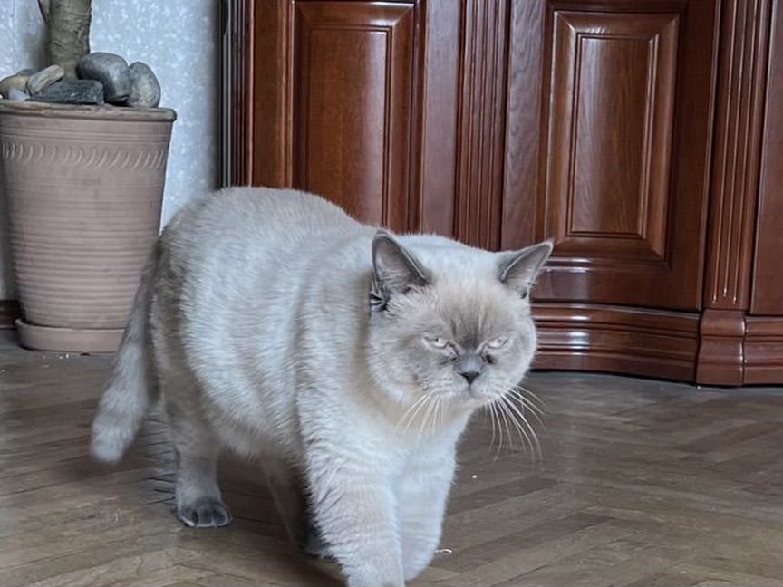 Вязка кот Британец Блю Пойнт