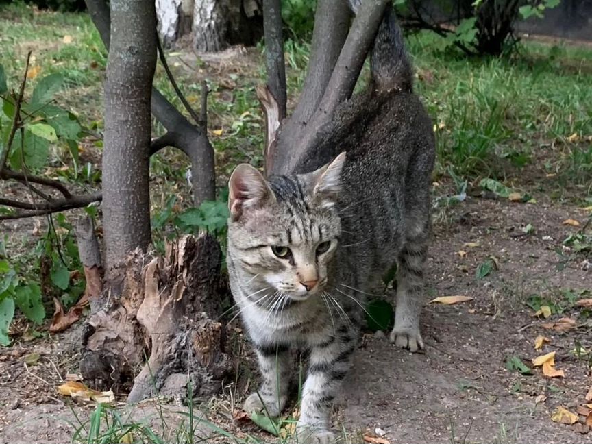 Кошки