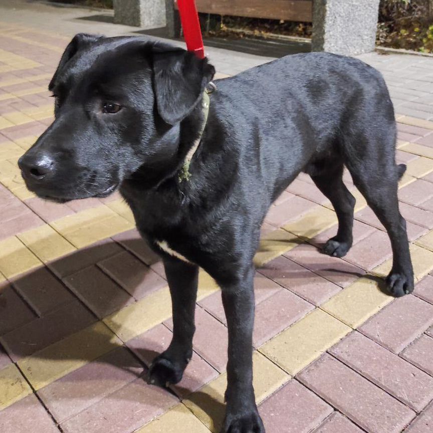 Найдена собака Ростов-на-Дону