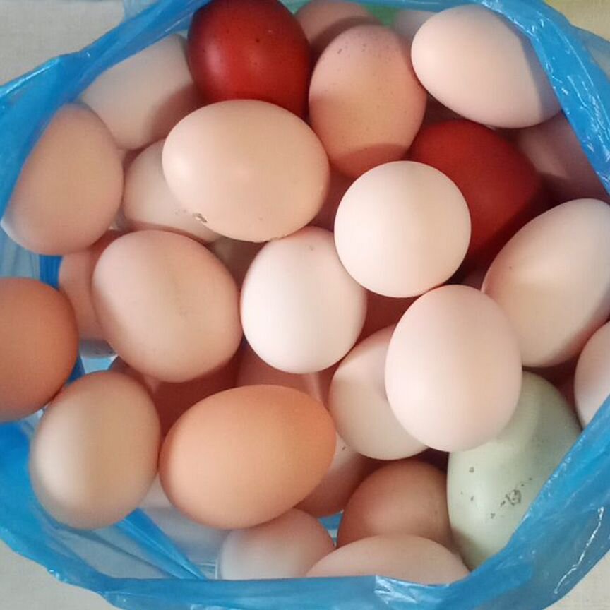 Домашние куриные яйца