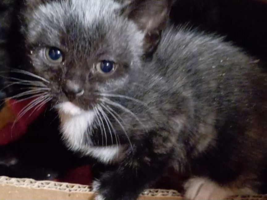 Котёнок 1,5 месчца