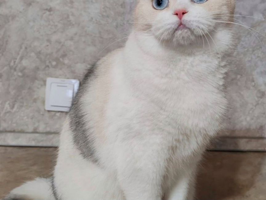 Шотландская страйт