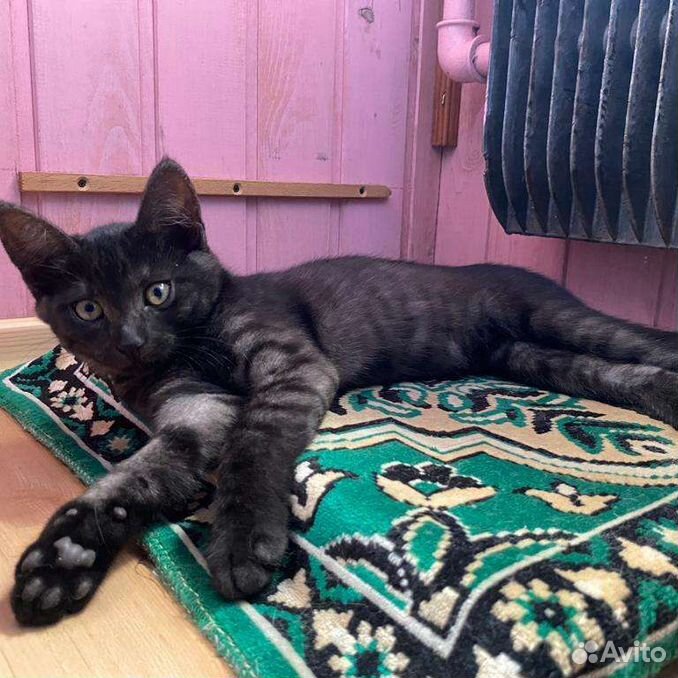 Отдам кошку красотку мышеловку