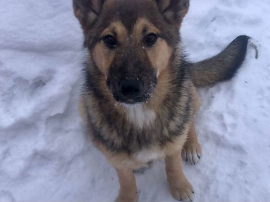 Щенуля с пилорамы ищет маму