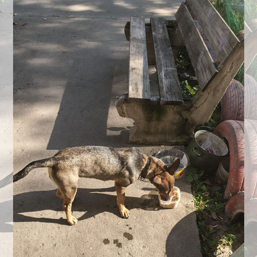 Щенок в добрые руки