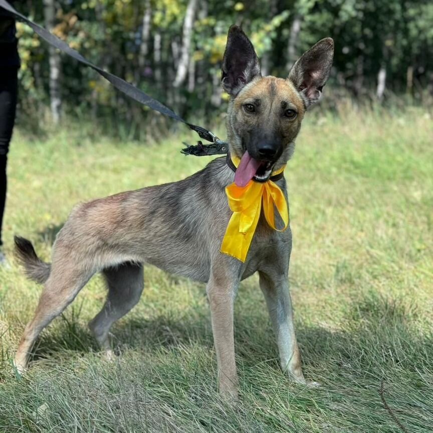 Маленькая собачка Креветка в добрые руки