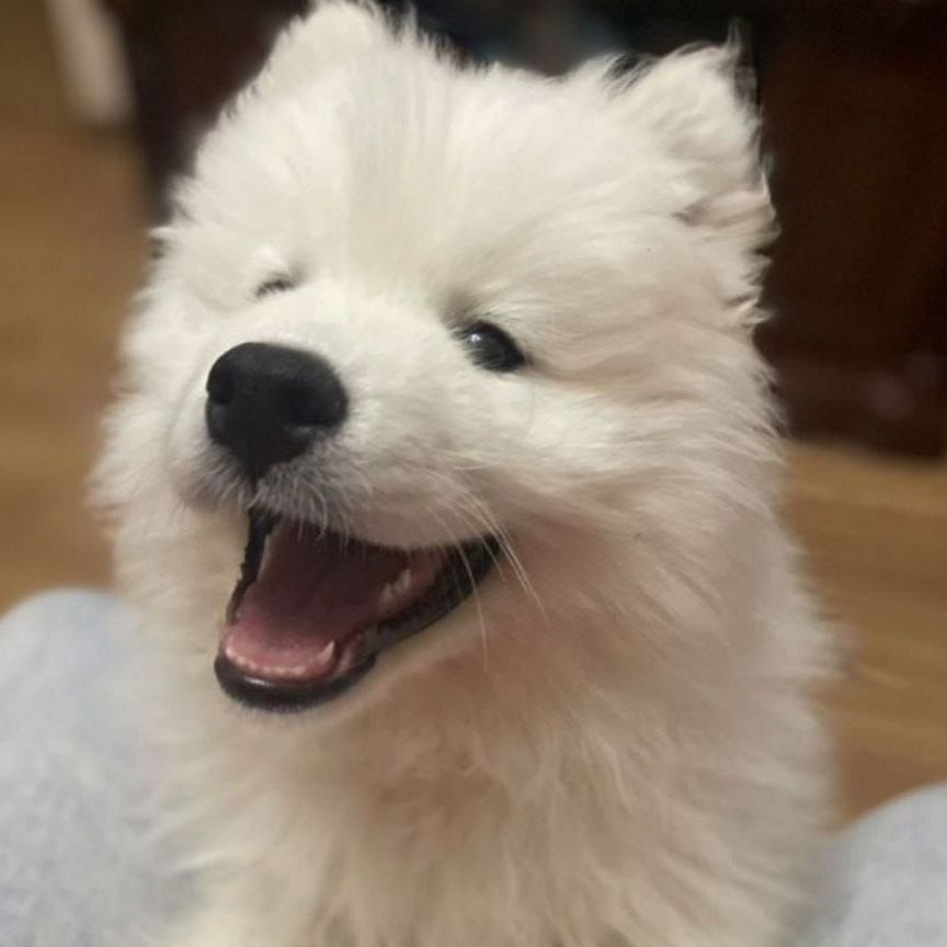 Продам щенка лайки