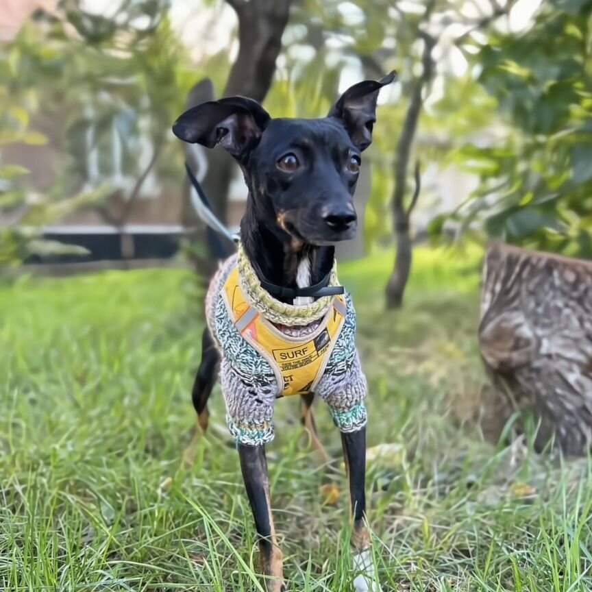 Взрослая собака в добрые руки