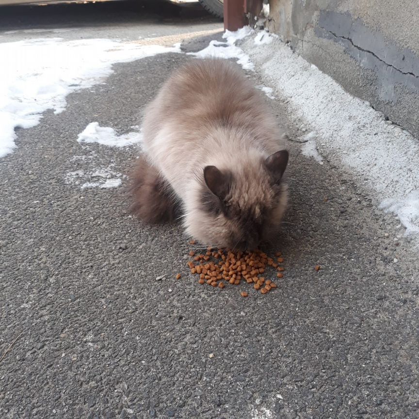 Найдена кошка