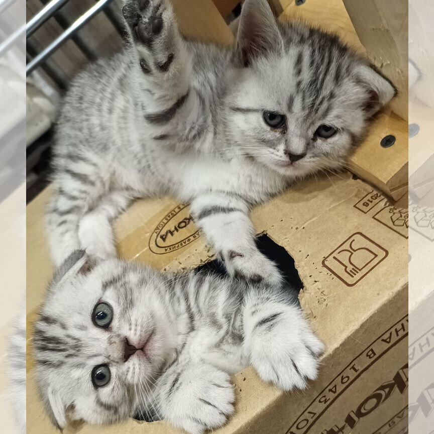 Шотландский вислоухий короткошёрстный котёнок