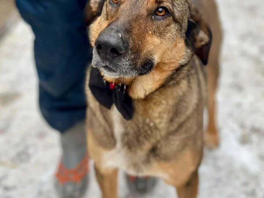 Молодой пес Август ищет родителей