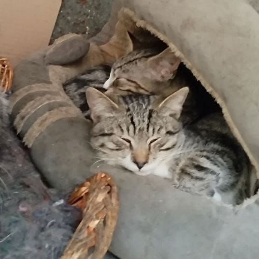 Котята в беде, помогите найти им дом