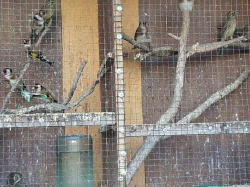 Птицы певчие