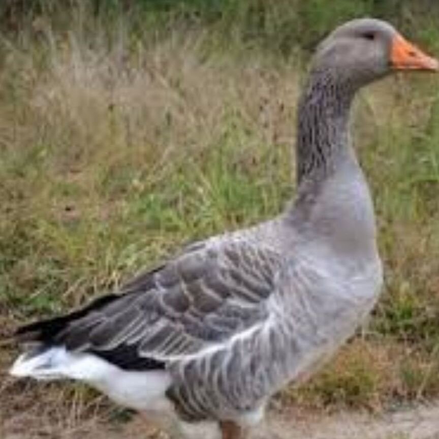 Продажа гусей