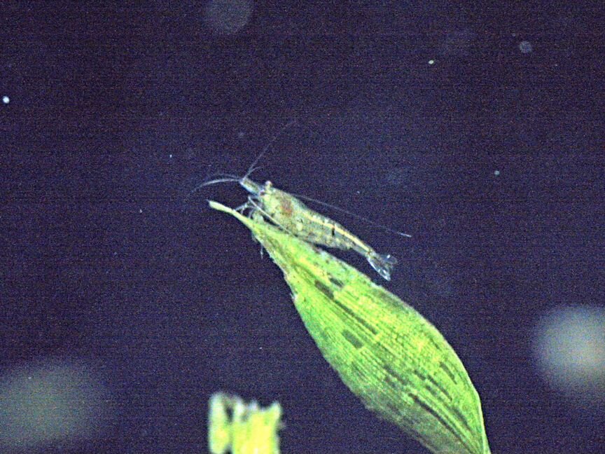 Аквариумные креветки