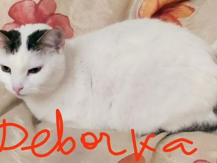 Кошка молодая серо полосатая умничка и ласковая