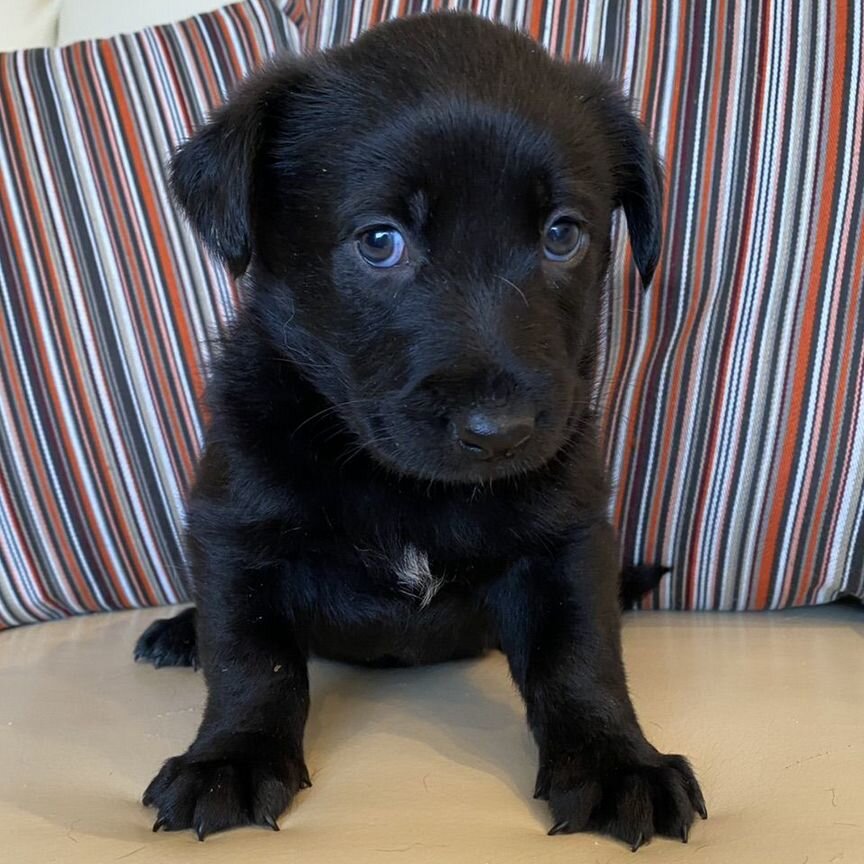 Щенок в добрые руки