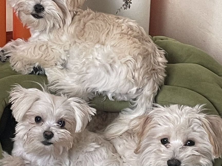 Мальтипу F1 СПБ