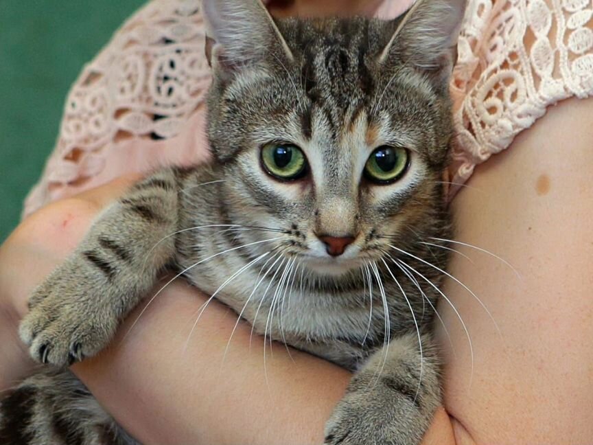 Безупречная красавица-кошка