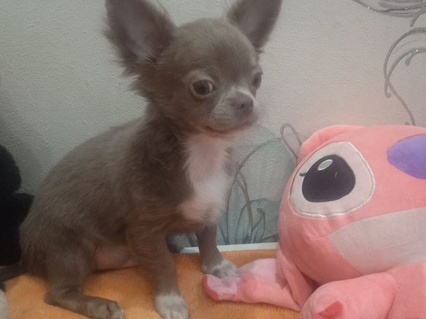 Симпатичный мальчишка