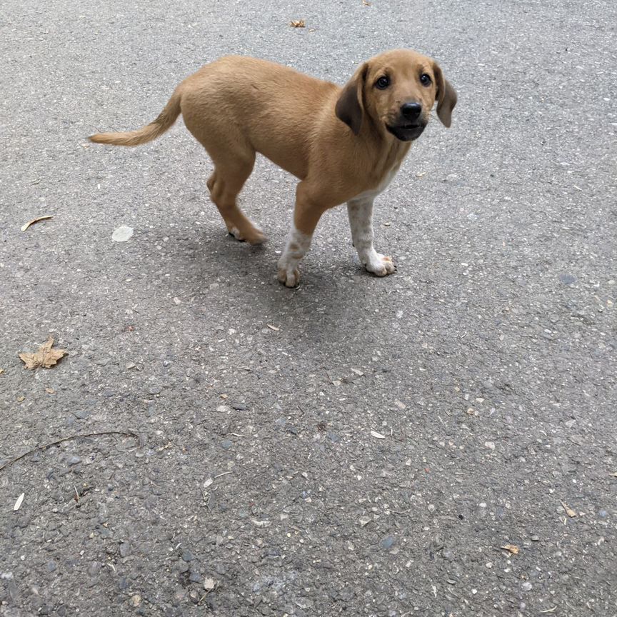 Помогите спасти малышей