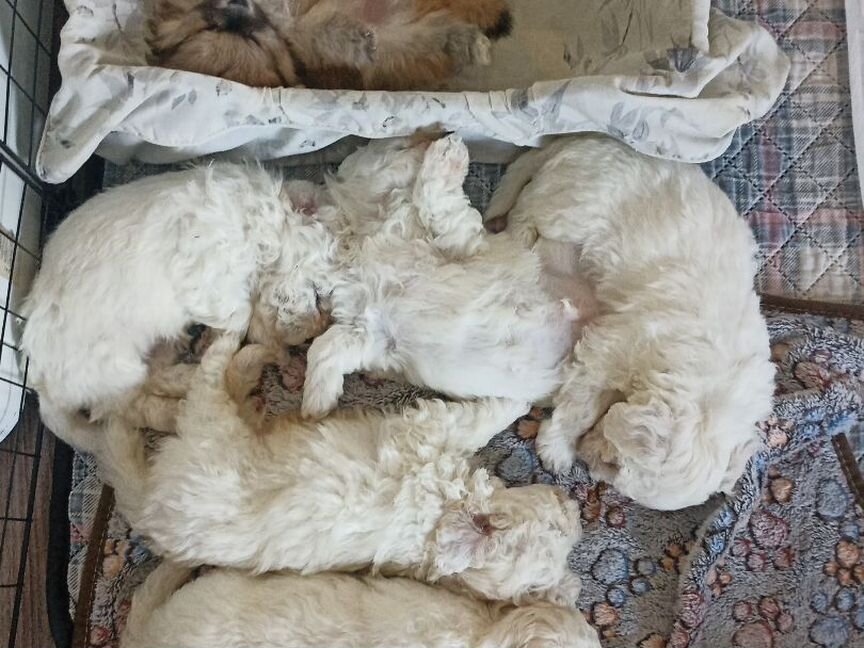 Щенки бишон фризе