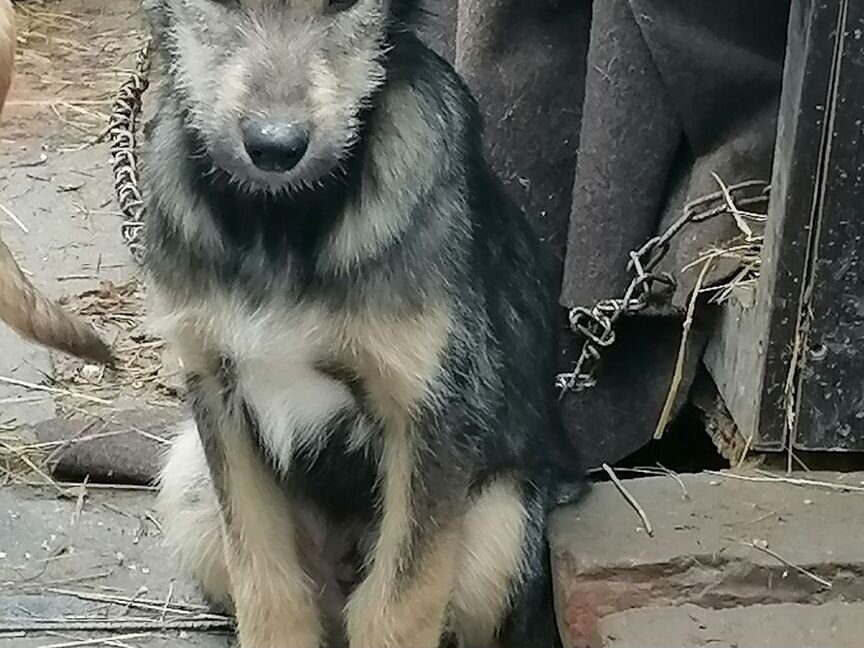 Собака в добрые руки отдам бесплатно