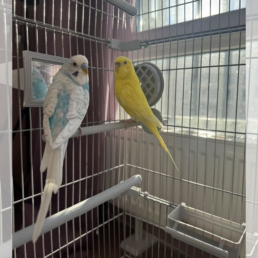 Попугаи с клеткой