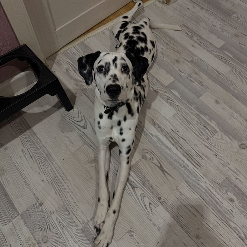 Далматин, щенок