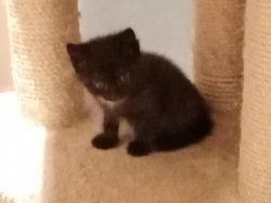 Котика в добрые руки