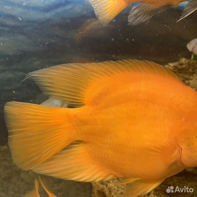 Африканские и Американские цехлиды