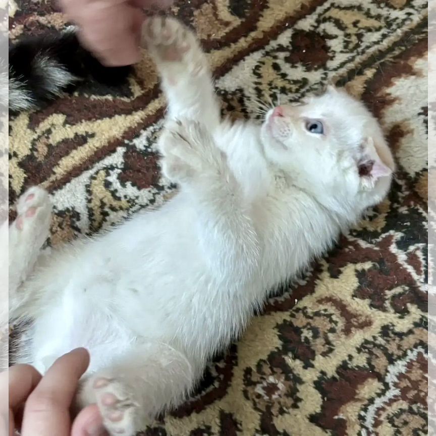 Котёнок в добрые руки