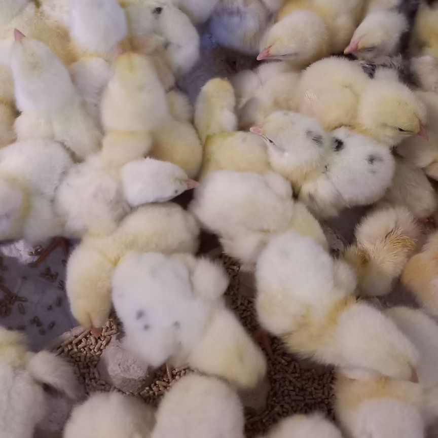 Бройлерный цыплёнок