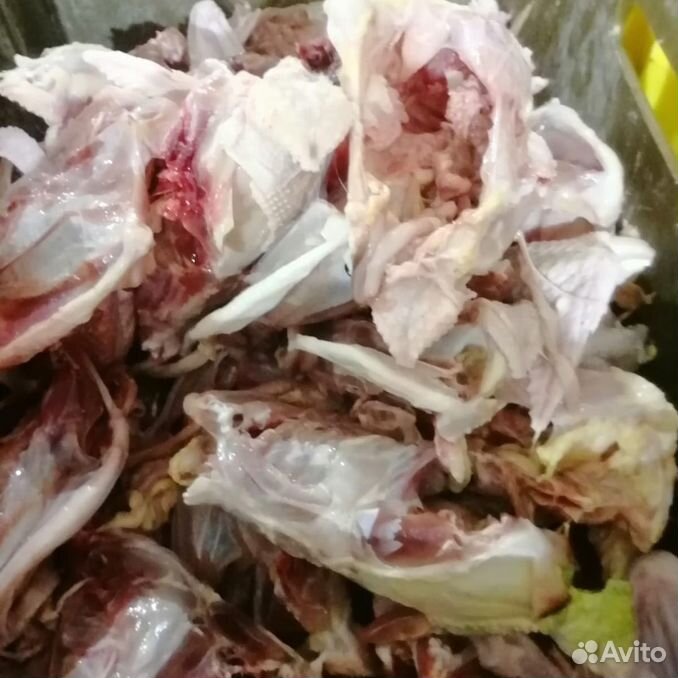 Каркас курицы-несушки