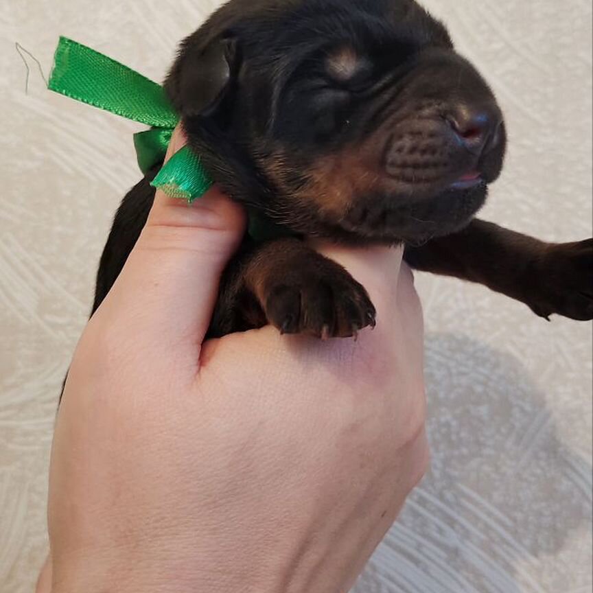 Доберманы детки