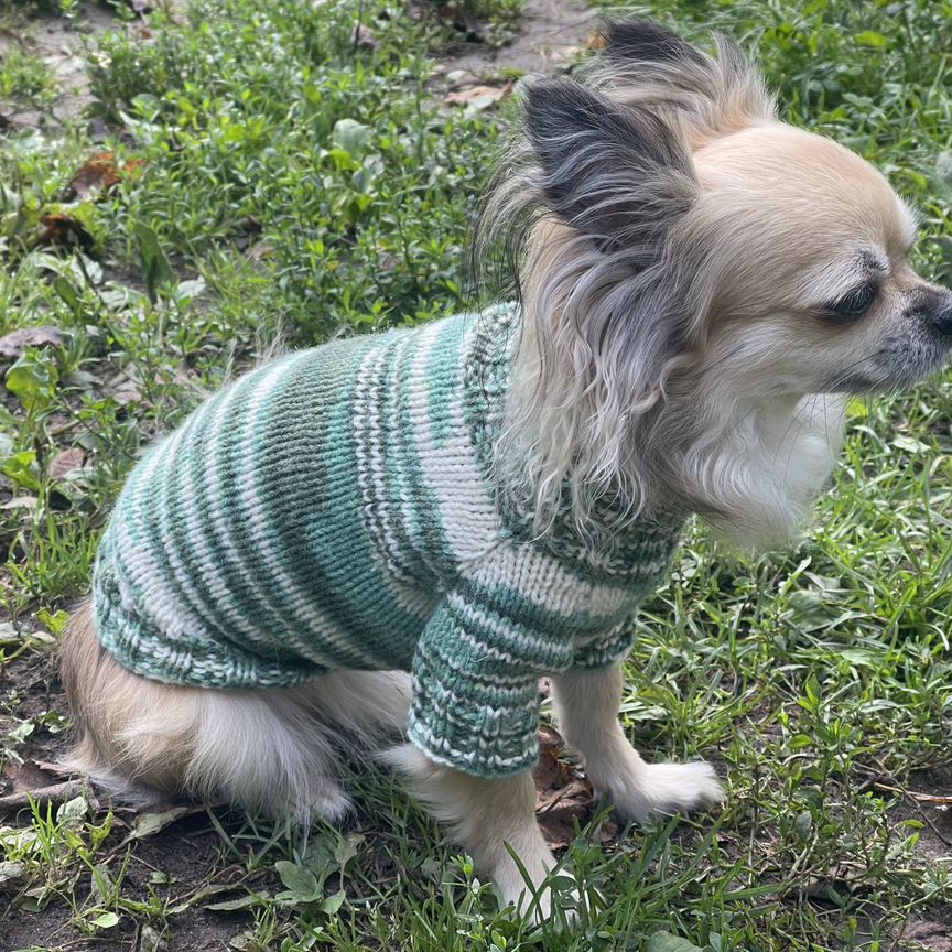 Одежда для собак