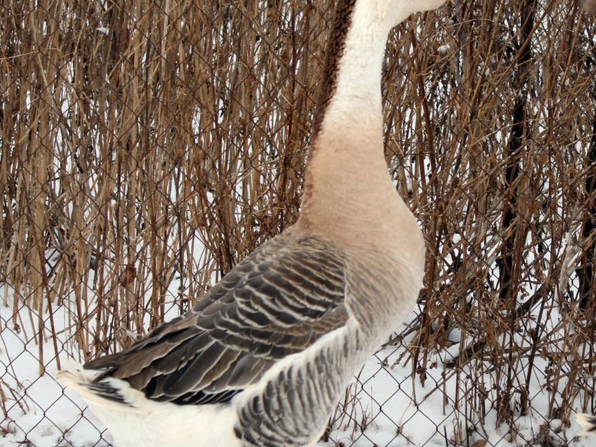 Гусята Крупный серый и Львиная голова