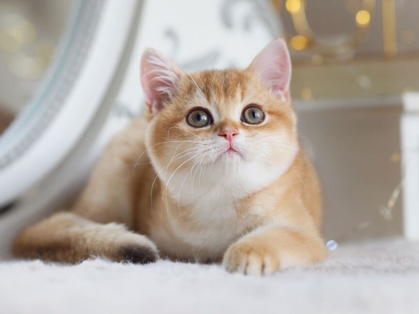 Британская шоколадная девочка by11