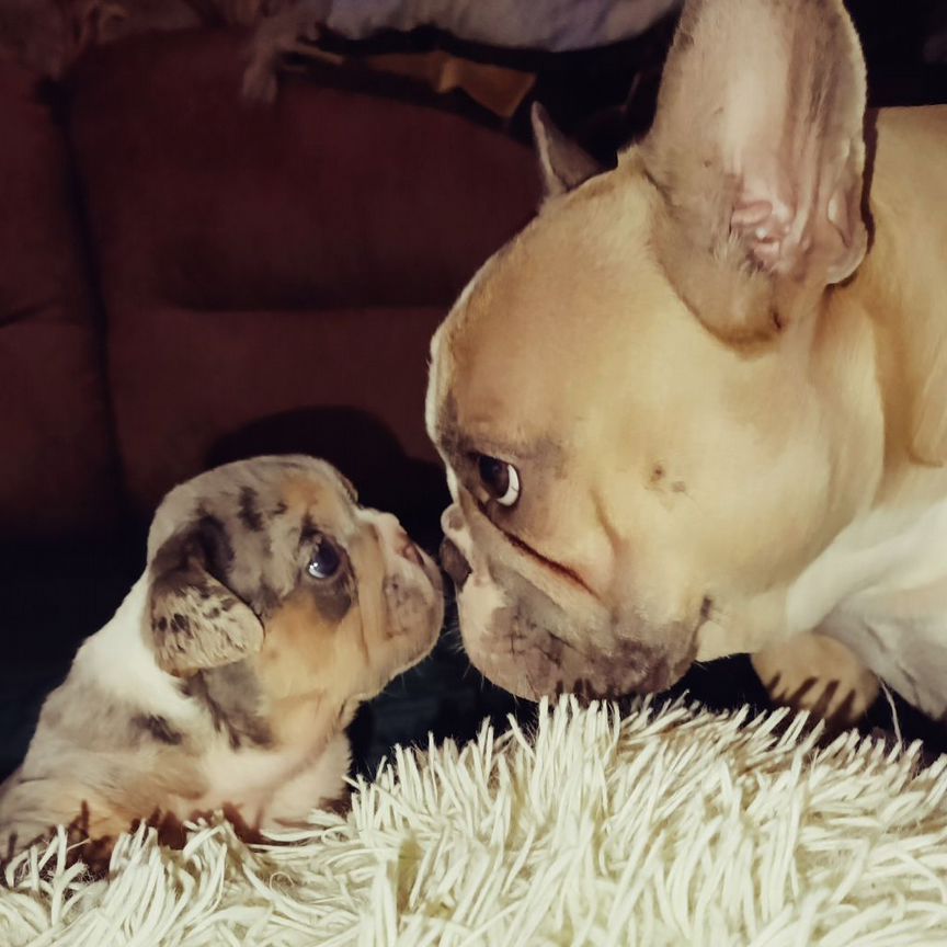 Французский бульдог, щенок