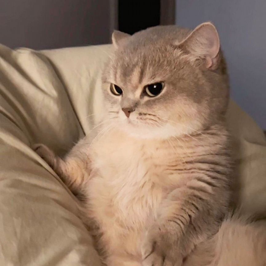 Рисую ваших питомцев